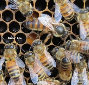 Busy with Bees - Lancaster County Magazine