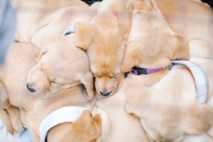 Amanda Lavis + Dave Pedersen | May 20, 2017