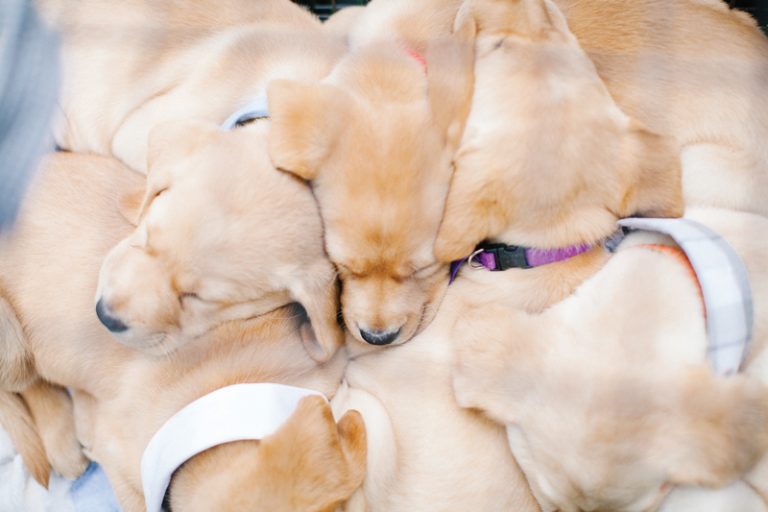 Amanda Lavis + Dave Pedersen | May 20, 2017