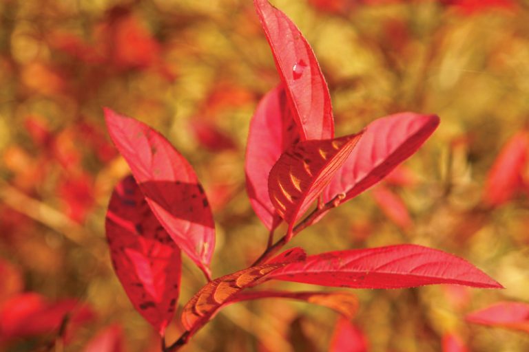 Go Native with Woody Shrubs - Lancaster County Magazine