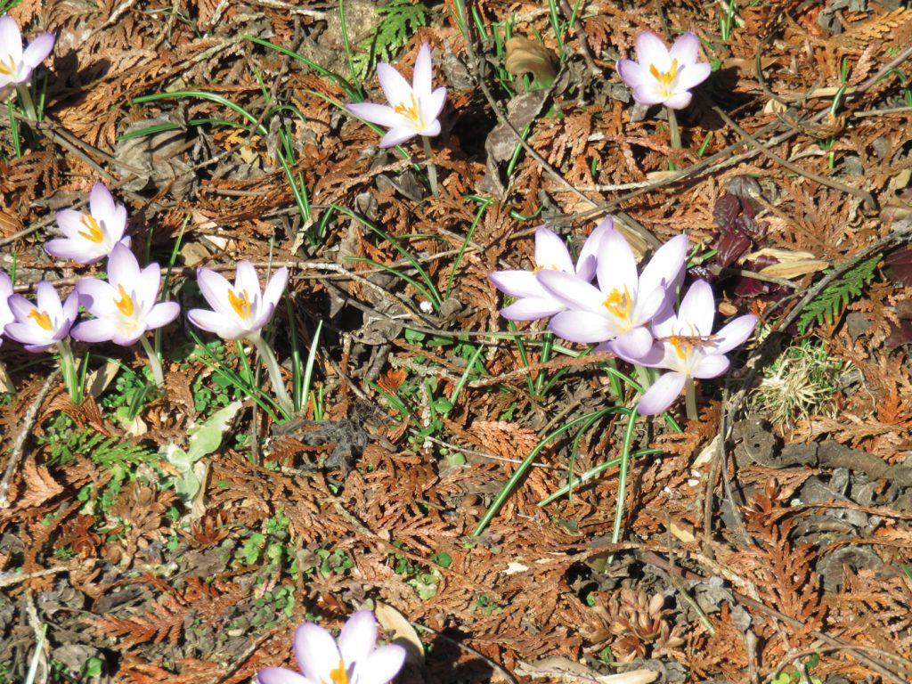 Ways to Help Honey Bees