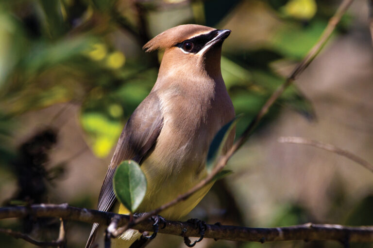 Attracting Birds to the Home Garden - Lancaster County Magazine