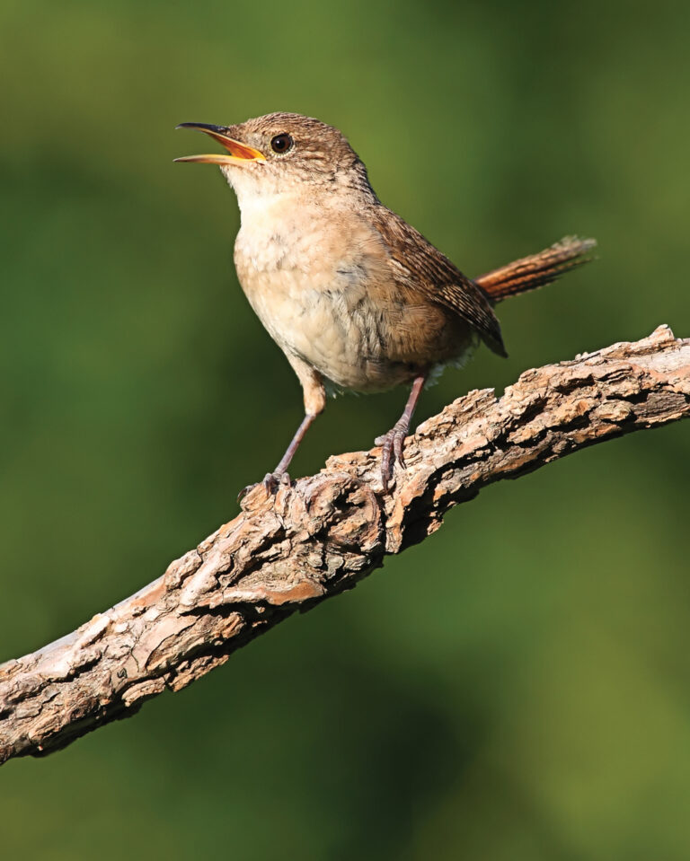 Attracting Birds to the Home Garden - Lancaster County Magazine