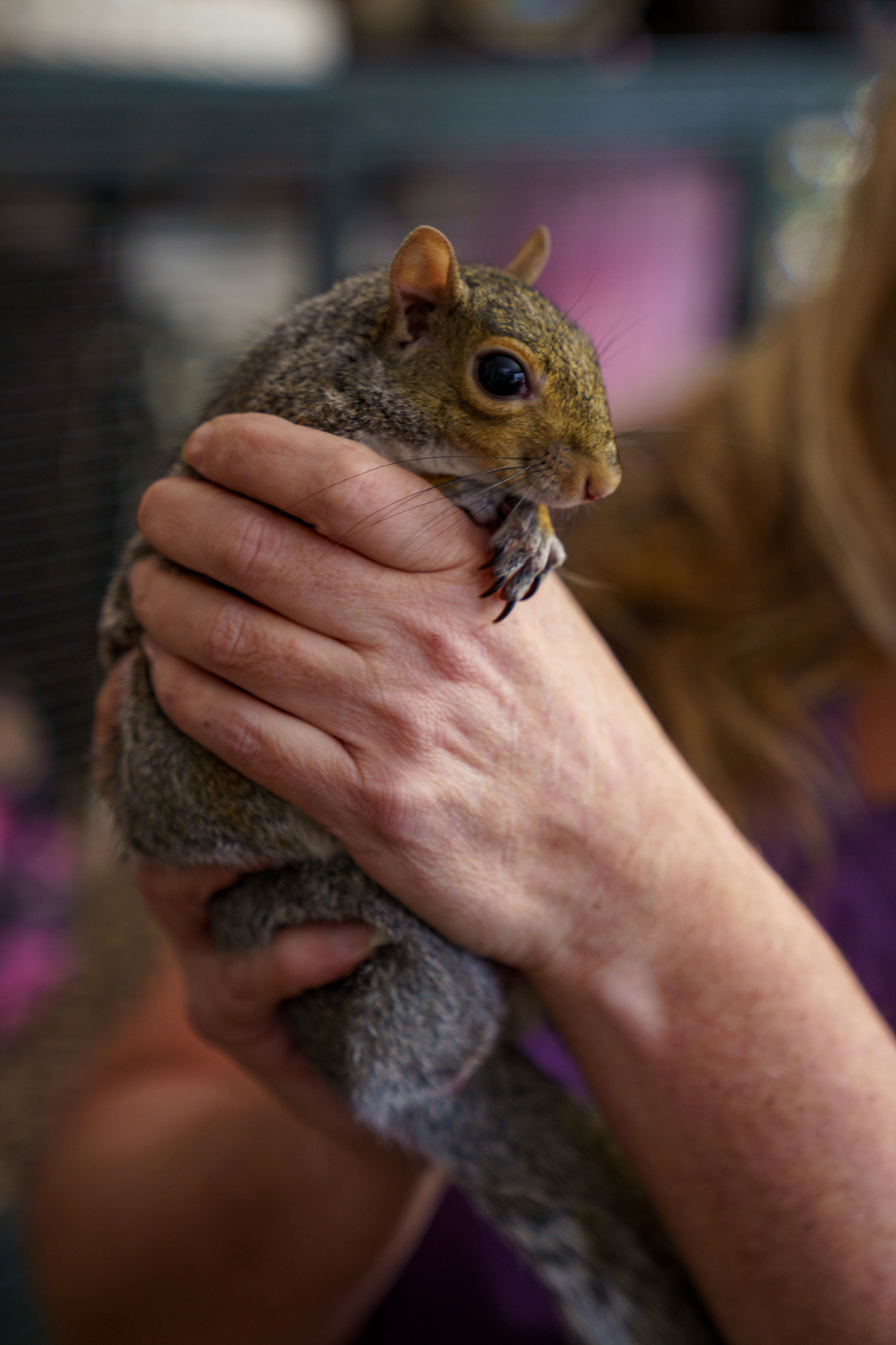 Acorn Acres Wildlife Rehabilitation: Nature Calls!