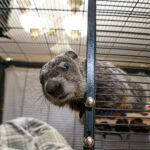 Acorn Acres Wildlife Rehabilitation: Nature Calls! - Lancaster County ...