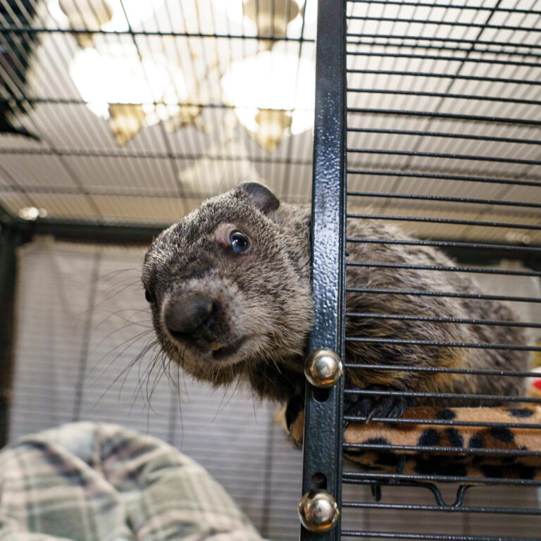 Acorn Acres Wildlife Rehabilitation: Nature Calls! - Lancaster County ...