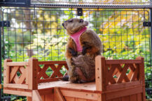 Acorn Acres Wildlife Rehabilitation: Nature Calls! - Lancaster County ...
