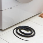 Lancaster County’s Critter Catcher