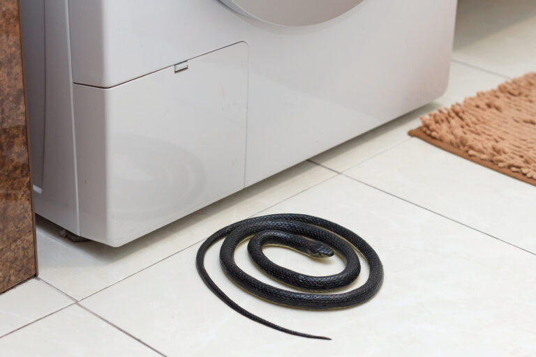 Lancaster County’s Critter Catcher - Lancaster County Magazine