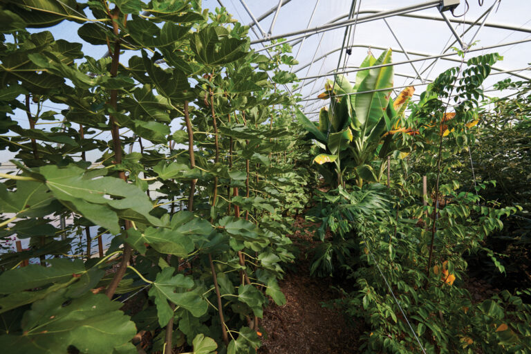 Growing Fruit With Climate Battery Technology - Lancaster County Magazine