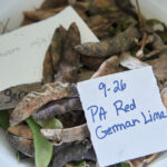 The Heirloom Seed Project at Landis Valley Village & Farm Museum ...