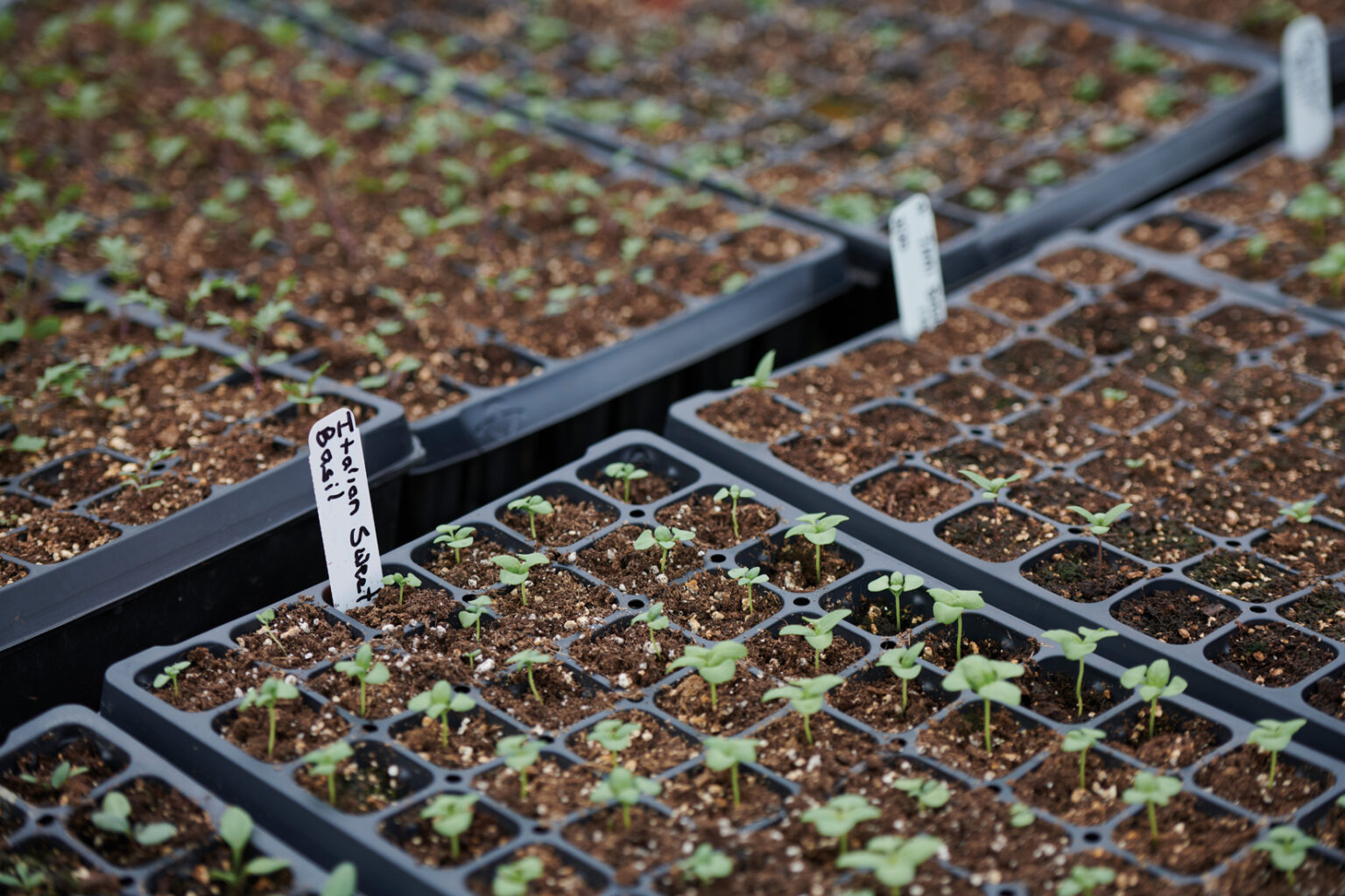 The Heirloom Seed Project at Landis Valley Village & Farm Museum ...